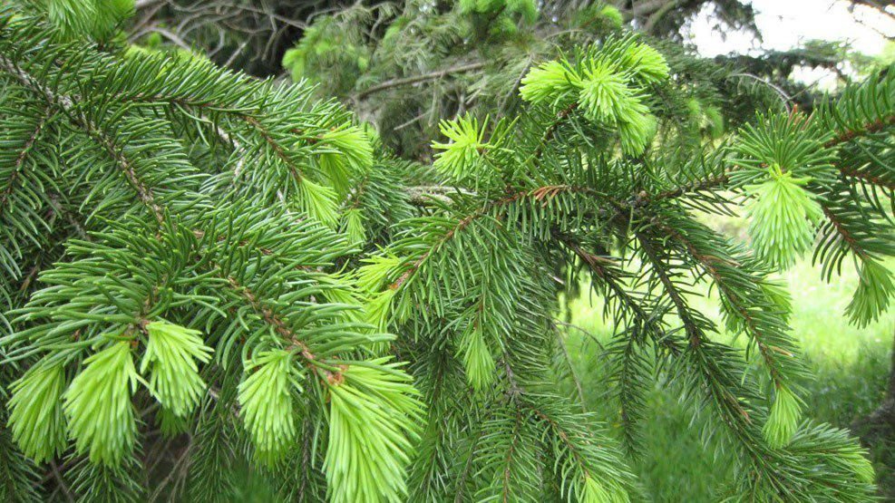 Cara Memanfaatkan Daun Pinus sebagai Obat Stroke | Mediasulsel.com