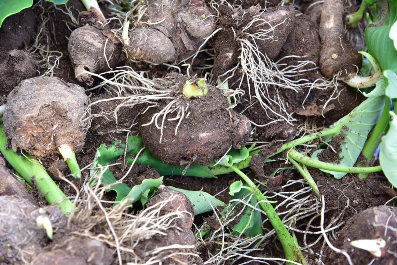 Digagas TP PKK Sulsel, Budidaya Talas Satoimo Terus Dikembangkan di ...