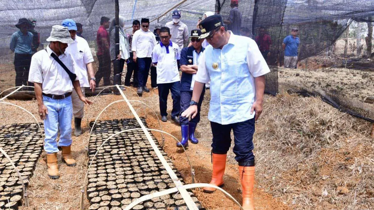 Buka Lapangan Kerja Baru, Warga Mare Dipekerjakan di Sentra Pembibitan Pisang Cavendish Bone ...